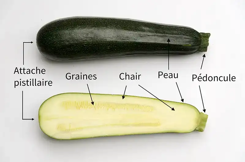 Anatomie culinaire de la courgette – Cuisiner les courgettes